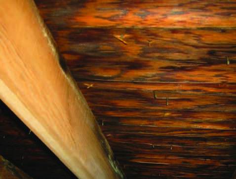 What Causes Attic Mold? | Mold in Attic | GOT MOLD?